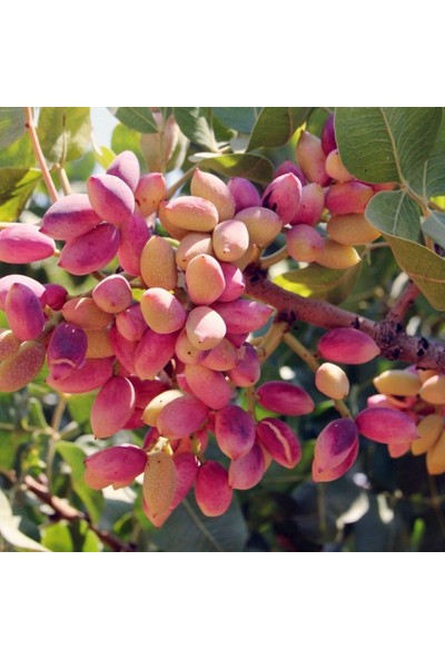 Çilek Diyarı 2 Dişi 1 Erkek Uzun Antep Fıstığı Fidanı Tüplü Çilek Diyarı 2 Dişi 1 Erkek Uzun Antep Fıstığı Fidanı Tüplü