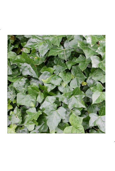 Plantistanbul Hedera Helix Hibernica Irish Büyük Yeşil Yapraklı Orman Sarmaşığı, +100 Cm, Saksıda