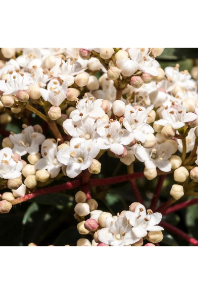 ALİ BOTANİK Kartopu Fidanı 60 cm Viburnum Tinus