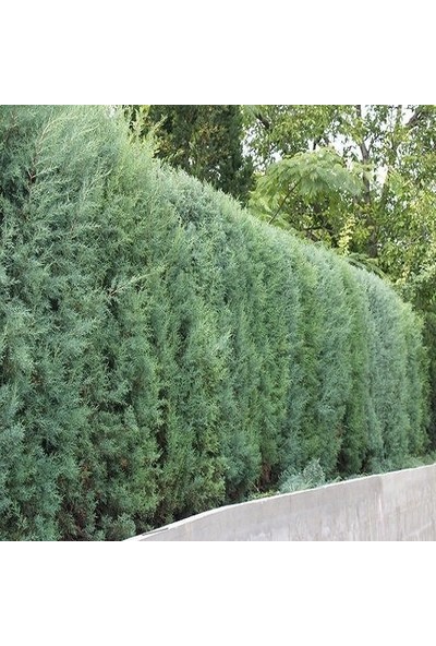 ALİ BOTANİK Mavi Servi Fidanı ( Arizona ) Cupressus Arizonica