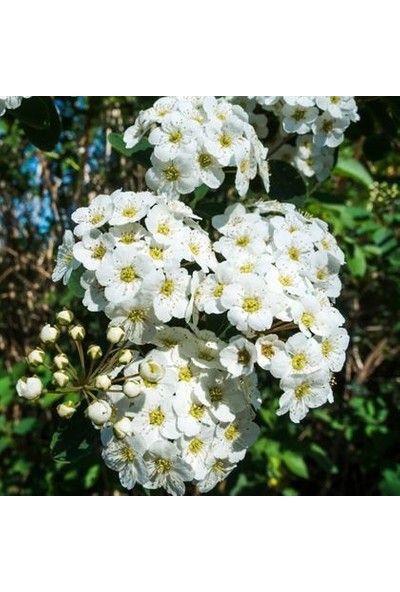 ALİ BOTANİK Ispirya Çiçeği Keçi Sakalı 60 cm Spiraea Vanhouttei