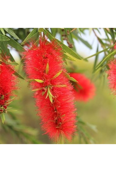 ALİ BOTANİK Kırmızı Fırça Çalısı Fidanı 90 cm Callistemon