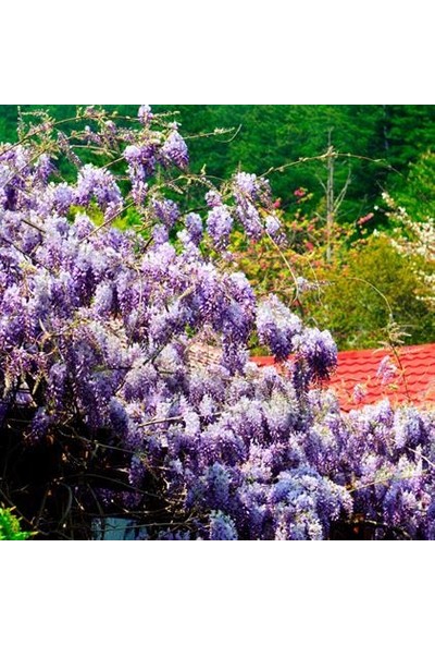 ALİ BOTANİK Mor Salkım Fidanı 75 cm Çok Kokuludur Wisteria