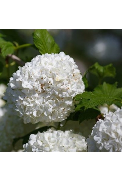 ALİ BOTANİK Çınar Kartopu Çiçeği 75 cm Viburnum Opulus