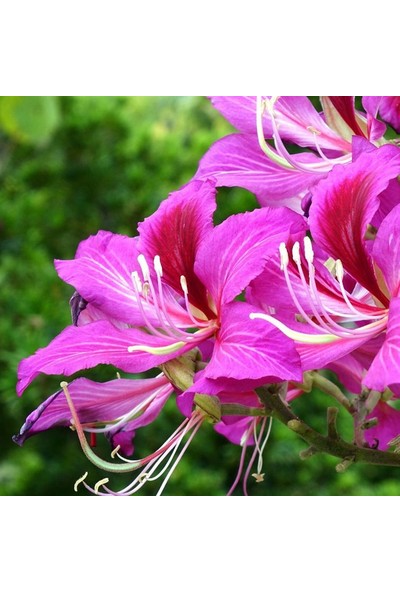 ALİ BOTANİK Orkide Ağacı Fidanı 70 cm Bauhinia Kelebek Ağacı
