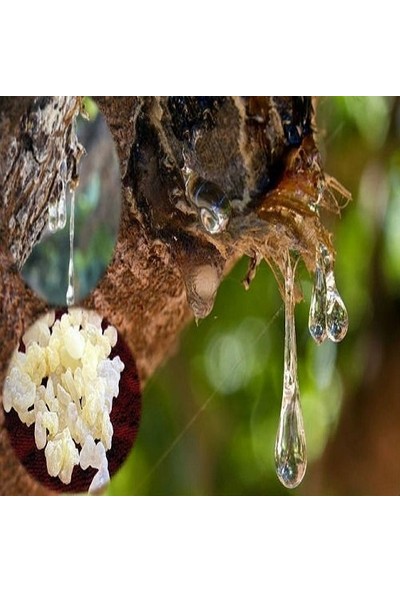 ALİ BOTANİK Aşılı Sakız Ağacı Fidanı 80 cm ( Pistacia Lentiscus )