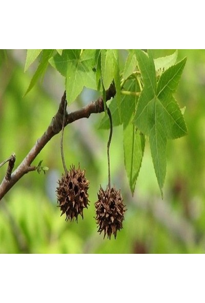 ALİ BOTANİK Sığla Günlük Ağacı Fidanı 80 cm Liquidambar