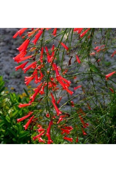 ALİ BOTANİK Ada Mercanı Fidanı Russelia Equisetiformis