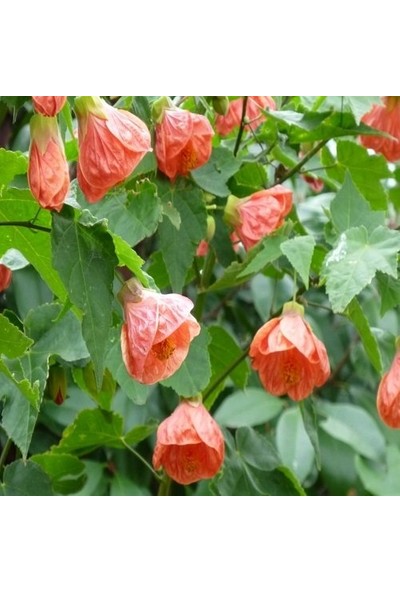 ALİ BOTANİK Ağaç Küpelisi Fidanı 30 cm Abutilon Megapotamicum ALİ BOTANİK Ağaç Küpelisi Fidanı 30 cm Abutilon Megapotamicum