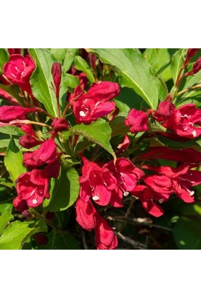 ALİ BOTANİK Kırmızı Vangelya Fidanı 40 cm