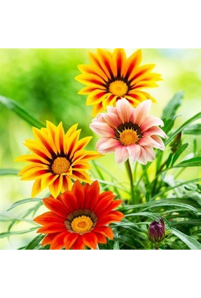ALİ BOTANİK Bodur Gazanya Çiçeği 10 Adet Gazania Rigens 15 cm