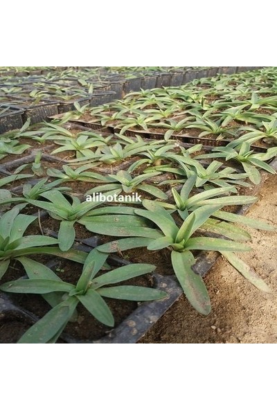 ALİ BOTANİK Salep Fidesi 110 Adet Orkide Orchis ALİ BOTANİK Salep Fidesi 110 Adet Orkide Orchis