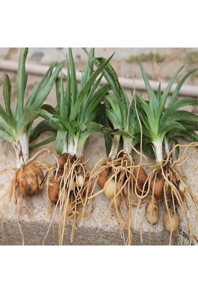 ALİ BOTANİK Salep Fidesi 55 Adet Orkide- Sahlep Orchis Serapias ALİ BOTANİK Salep Fidesi 55 Adet Orkide- Sahlep Orchis Serapias