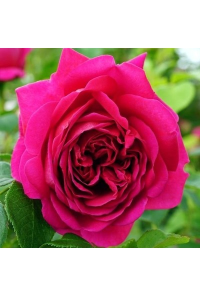 ALİ BOTANİK Pembe Gül Fidanı Bulgar Gülü Bulgarian Rosa 50 cm ALİ BOTANİK Pembe Gül Fidanı Bulgar Gülü Bulgarian Rosa 50 cm