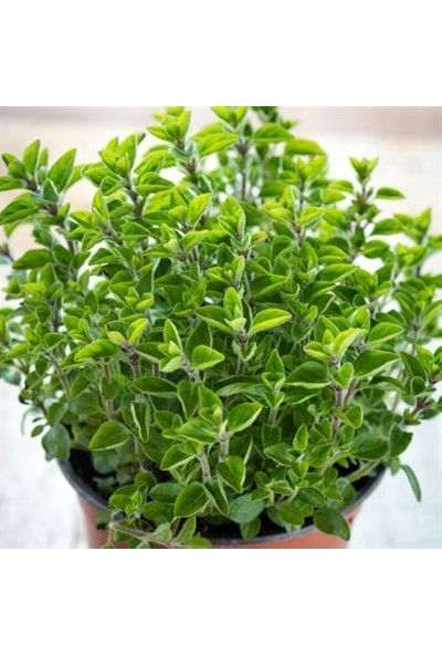 ALİ BOTANİK Mercan Köşk Bitkisi 30 cm