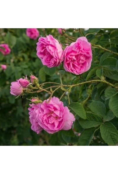 ALİ BOTANİK Isparta Gülü Fidanı Hakiki Kokulu 50 cm ALİ BOTANİK Isparta Gülü Fidanı Hakiki Kokulu 50 cm