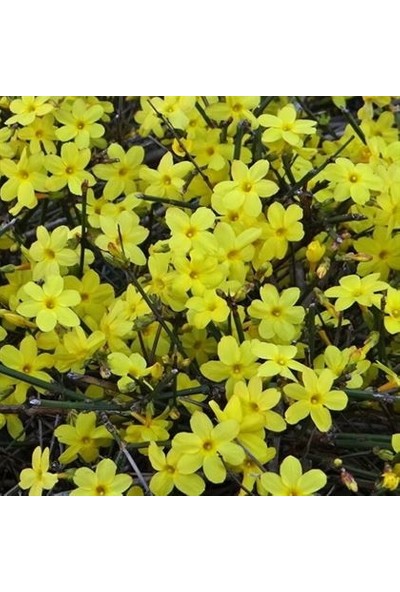 ALİ BOTANİK Sarı Yasemin Sarı Çiçek Açan 80 cm ALİ BOTANİK Sarı Yasemin Sarı Çiçek Açan 80 cm