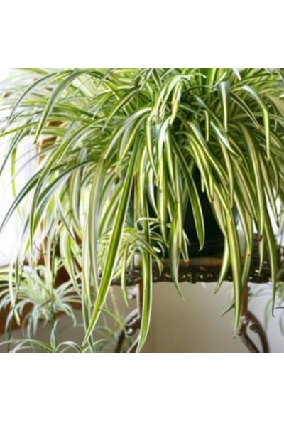 ALİ BOTANİK Kurdele Çiçeği Karex Kordela 20 cm ALİ BOTANİK Kurdele Çiçeği Karex Kordela 20 cm