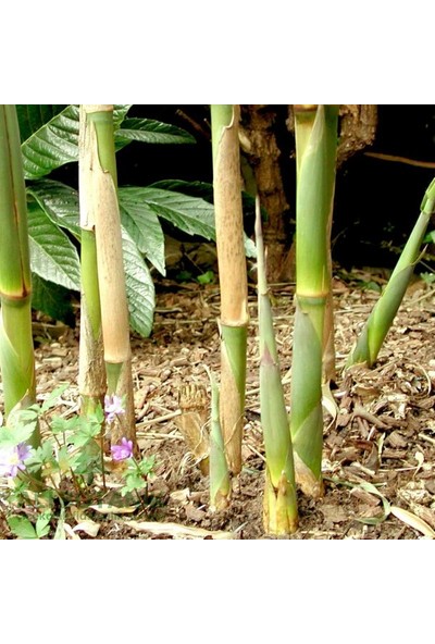 ALİ BOTANİK Kargı Kamışı Arundo Donax Yaş Satış 5 Adet 150 cm