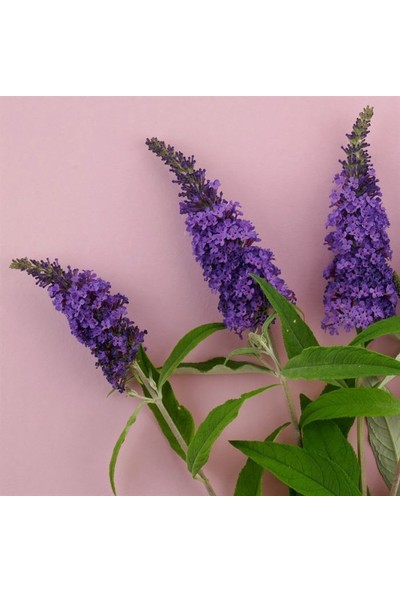ALİ BOTANİK Mor Kelebek Çalısı Çiçeği 50 cm