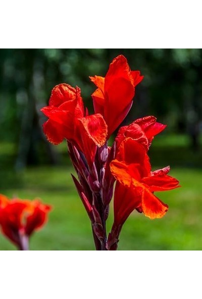 ALİ BOTANİK Tesbih Çiçeği Kana Bitkisi 60 cm ALİ BOTANİK Tesbih Çiçeği Kana Bitkisi 60 cm