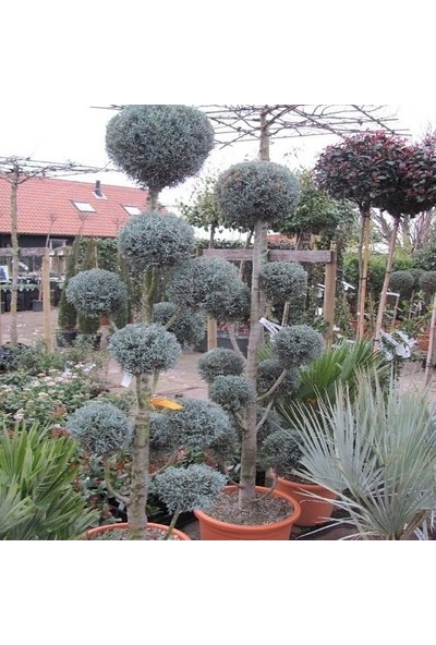 ALİ BOTANİK Pom Pom Mavi Servi Ağacı