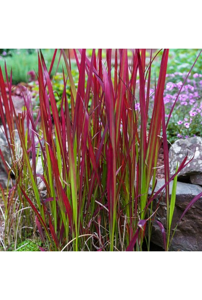 ALİ BOTANİK Imperata Sazlığı Kızıl Baron 30 cm