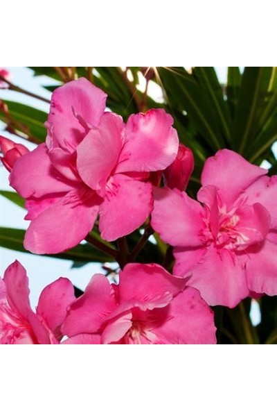 ALİ BOTANİK Pembe Zakkum Çiçeği 100 cm