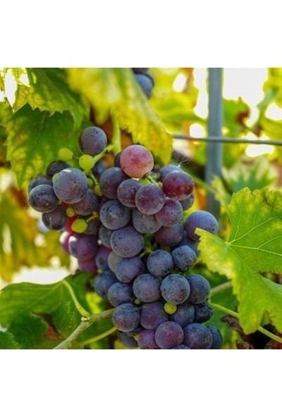 ALİ BOTANİK Corinth ( Kuş Üzümü ) Üzüm Fidanı ALİ BOTANİK Corinth ( Kuş Üzümü ) Üzüm Fidanı