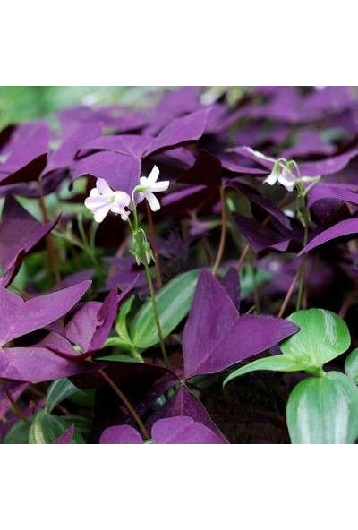 ALİ BOTANİK Süs Yoncası Çiçeği Uyku Çiçeği 20 cm