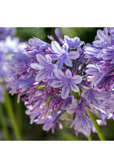 ALİ BOTANİK Afrika Zambağı Çiçeği 40 cm