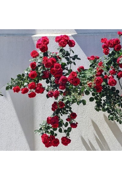 ALİ BOTANİK Çardak Sarmaşık Gül Fidanı Kırmızı 150 cm ALİ BOTANİK Çardak Sarmaşık Gül Fidanı Kırmızı 150 cm