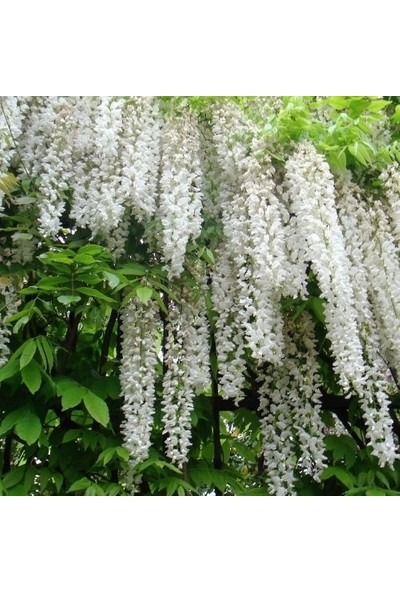 ALİ BOTANİK Beyaz Salkım Çiçeği 70 cm ALİ BOTANİK Beyaz Salkım Çiçeği 70 cm