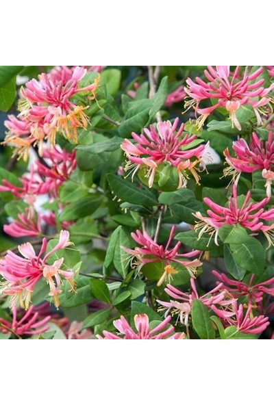 ALİ BOTANİK Kırmızı Hanımeli Fidanı Sarmaşık Cins 75 cm ALİ BOTANİK Kırmızı Hanımeli Fidanı Sarmaşık Cins 75 cm