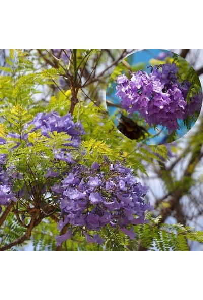 ALİ BOTANİK Jakaranda Fidanı Koyu Mor Açar 45 cm