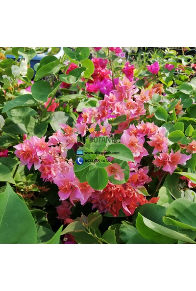 ALİ BOTANİK Begonvil Fidanı Çiçeği Sarılıcı 125 cm ALİ BOTANİK Begonvil Fidanı Çiçeği Sarılıcı 125 cm