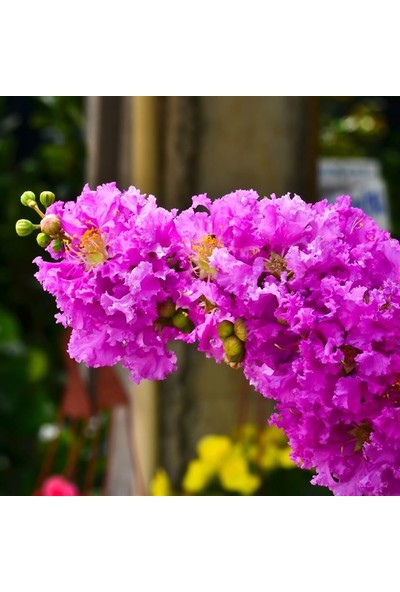 ALİ BOTANİK Mor Oya Çiçeği Fidanı Koyu Mor Açar