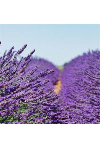 ALİ BOTANİK Lavanta Bitkisi Fidanı Mor Lavanta 24 cm ALİ BOTANİK Lavanta Bitkisi Fidanı Mor Lavanta 24 cm