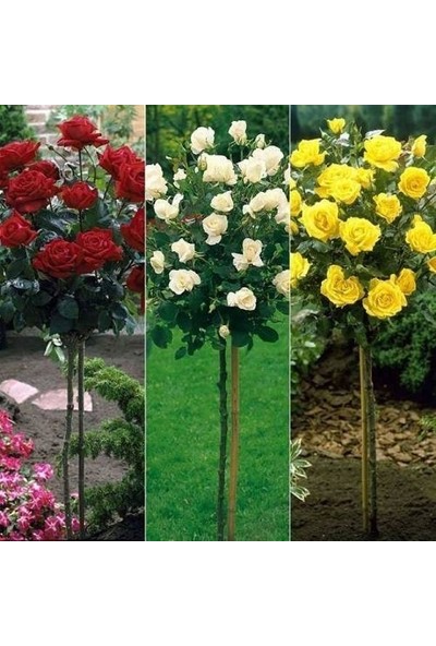 ALİ BOTANİK Baston Gülü Fidanı 90 cm