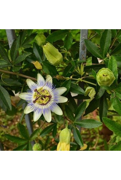 ALİ BOTANİK Çarkıfelek Çiçeği Pasiflora Saat Çiçeği 75 cm