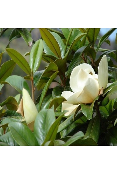 ALİ BOTANİK Manolya Çiçeği Ağacı 45 cm