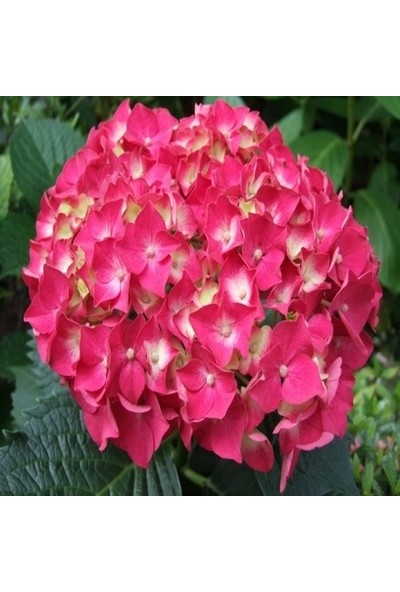 ALİ BOTANİK Kırmızı Ortanca Fidanı Çok Kırmızı 24 cm ALİ BOTANİK Kırmızı Ortanca Fidanı Çok Kırmızı 24 cm