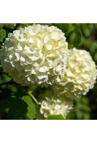 ALİ BOTANİK Çınar Kartopu Fidanı Büyük Çiçekli 70 cm ALİ BOTANİK Çınar Kartopu Fidanı Büyük Çiçekli 70 cm