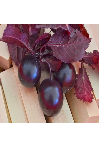 ALİ BOTANİK Kırmızı Yapraklı Süs Eriği Fidanı 90 cm