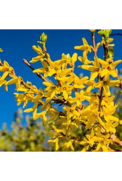 ALİ BOTANİK Altın Çanak Çiçeği Koyu Sarı Açar 45 cm ALİ BOTANİK Altın Çanak Çiçeği Koyu Sarı Açar 45 cm