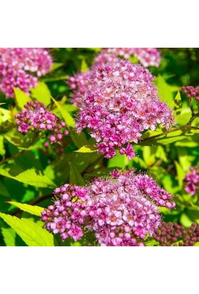 ALİ BOTANİK Pembe Ispirya Çiçeği Alımlı 38 cm