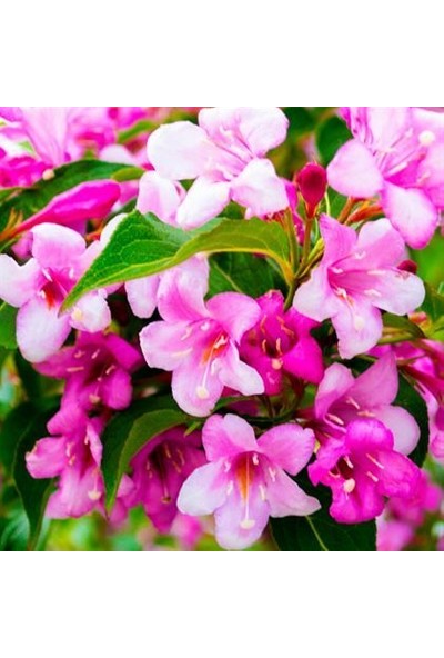 ALİ BOTANİK Pembe Gelin Tacı Vangelya Şakayık 45 cm ALİ BOTANİK Pembe Gelin Tacı Vangelya Şakayık 45 cm