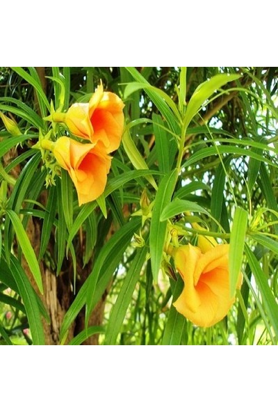 ALİ BOTANİK Peru Zakkumu Çiçeği Sarılı Turunculu 65 cm