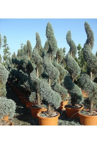 ALİ BOTANİK Spiral Mavi Servi Fidanı Arizona