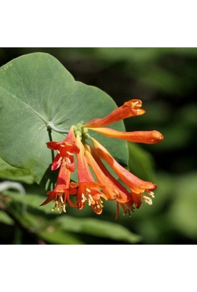 ALİ BOTANİK Tatar Hanımeli Fidanı Süper Çiçekli 75 cm Lonicera Tatarica ALİ BOTANİK Tatar Hanımeli Fidanı Süper Çiçekli 75 cm Lonicera Tatarica